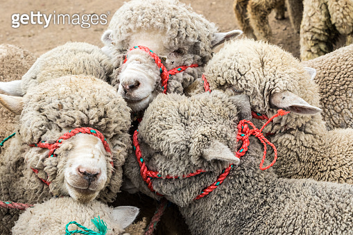 Sheep tied together at an animal market 이미지 (835502620) - 게티이미지뱅크