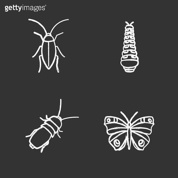 Insects icons 이미지 (890362976) - 게티이미지뱅크