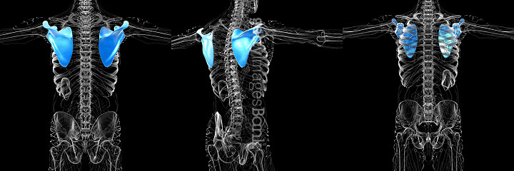 3d rendering medical illustration of the scapula bone (656954682) - 게티이미지뱅크