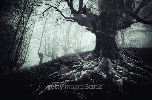 creepy tree with twisted roots and grungy textures 이미지 (690196124) - 게티 ...