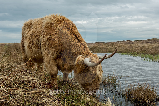 Scottish highland cow in Texel, the Netherlands. 이미지 (673647002) - 게티이미지뱅크
