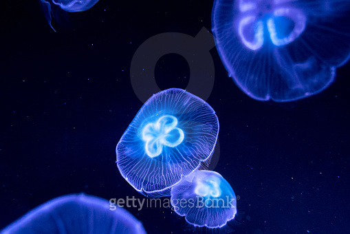 Moon jelly fish in aquarium 이미지 (698308994) - 게티이미지뱅크