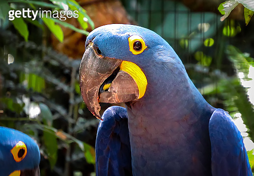 Extinction Threatened Hyacinth Macaw (Anodorhynchus hyacinthinus) 이미지 ...
