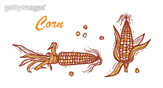 Flint Corn (Indian corn or calico corn). Hand drawn doodle Vegetable ...