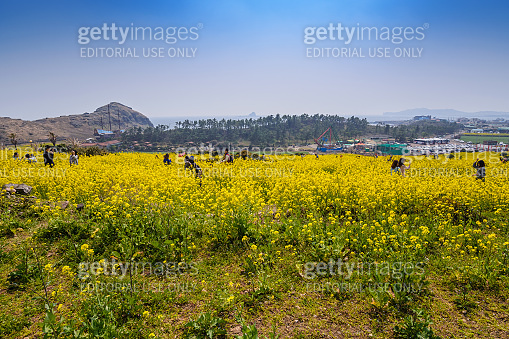 Jeju Island, Korea: March 28,2016: People in canola field at Jeju-do ...
