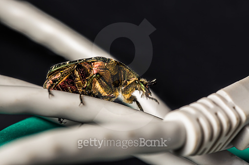 Computer and networks bug concept. Bug on computer ethernet cables ...