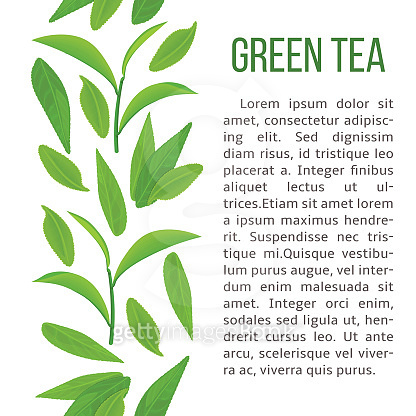 Fresh Green tea leaves and twig. vertical stripe and description text ...