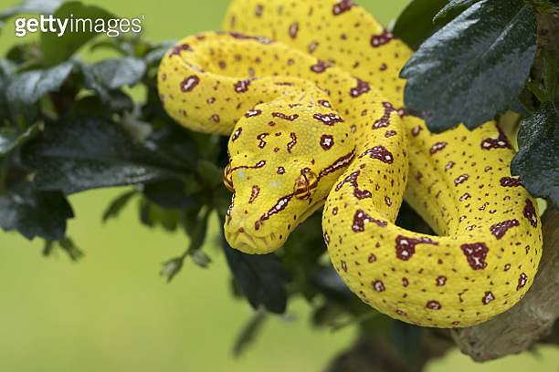 Green Tree Python (Yellow Juvenile Phase) (639288814) - 게티이미지뱅크