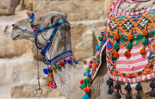 Egyptian Camel at Giza Pyramids background. Tourist attraction ...