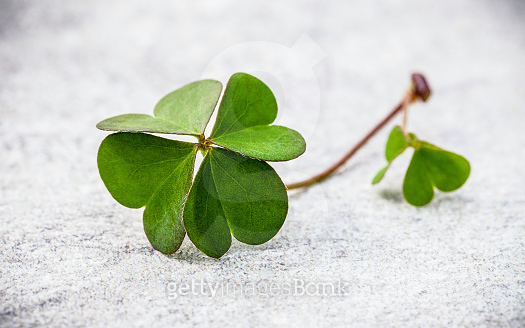 Clovers leaves on Stone .The symbolic of Four Leaf Clover the first is ...
