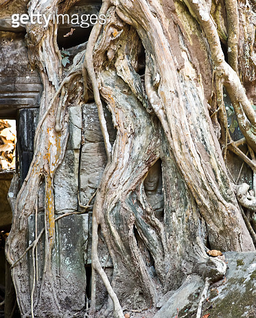 the face of ancient god is visible through an interlacing of roots of a ...