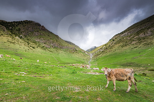 Cow pasture in rural Andorra 이미지 (691762424) - 게티이미지뱅크
