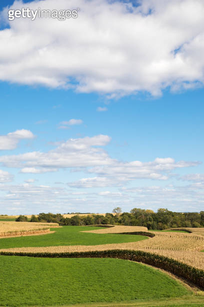 Early Fall Strip Crop Corn and Alfalfa Rows (857514748) - 게티이미지뱅크