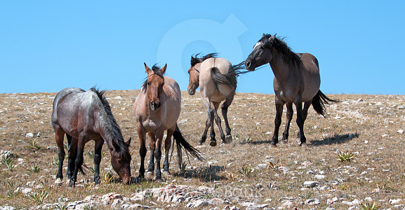 Small Band of Mustangs in the Pryor Mountains Wild Horse Range in ...