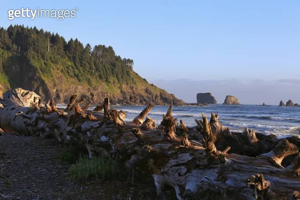 Quileute Tribe Indian Reservation La Push Driftwood Logs, Beach ...