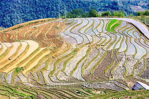 Rice fields at Lao Cai province 이미지 (641411192) - 게티이미지뱅크