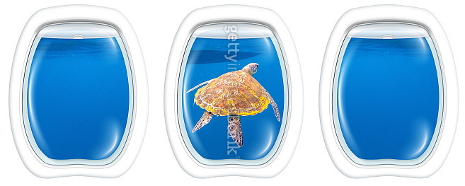 Sea Turtle Porthole windows 이미지 (691464772) - 게티이미지뱅크
