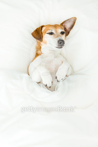 Happy smiling dormant small dog. (682293056) - 게티이미지뱅크