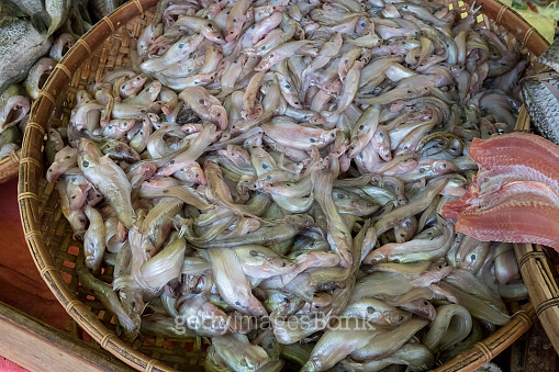 Many fresh butter catfish, Two-spot glass catfish, Ompok bimaculatus ...