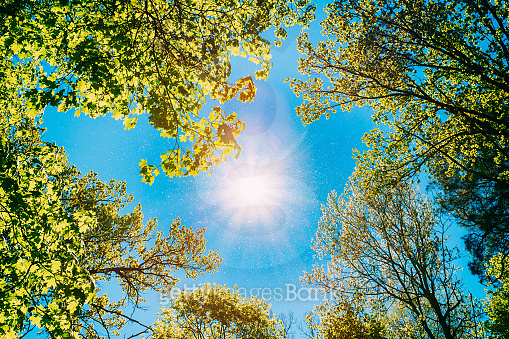 Sunny Canopy Of Tall Trees. Sunlight In Deciduous Forest, Summer Nature ...