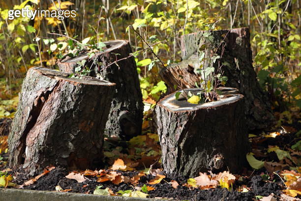 Deforestation, felled trunks of pine trees in a forest, trees, stumps ...