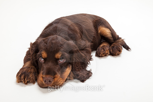 Cute Cocker Spaniel puppy dog laying down looking up, sad or guilty 이미지 ...