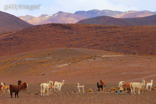 Alpaca andean llama, animal wildlife in Bolivian Andes altiplano and ...