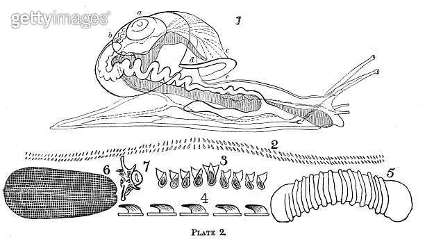 19th century engraving of the inside of a snail body; Victorian love of ...