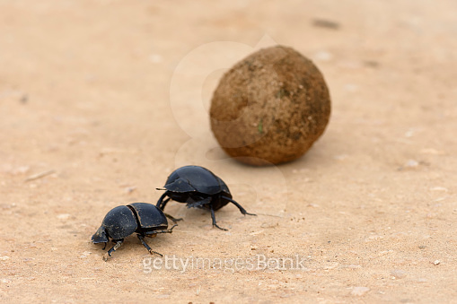 Flightless Dung Beetle, Addo Elephant National Park (688955842) - 게티이미지뱅크