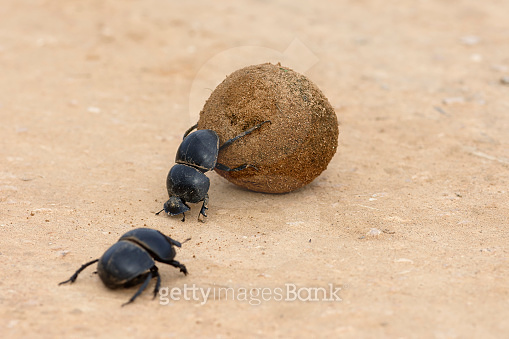 Flightless Dung Beetle, Addo Elephant National Park (688955810) - 게티이미지뱅크
