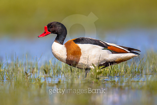 Common shelduck standing in shallow water of wetland 이미지 (689481670 ...