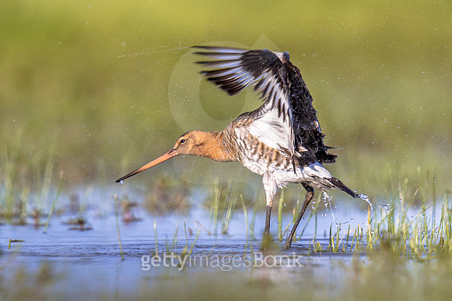 Black-tailed Godwit wader bird shaking off water (689478296) - 게티이미지뱅크
