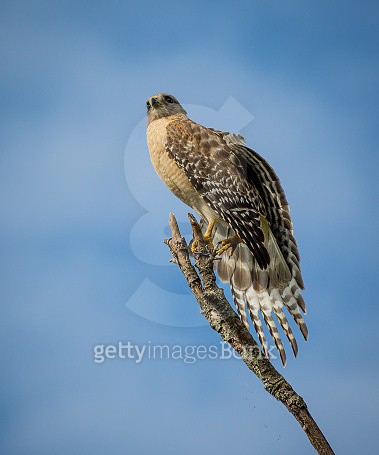 Red tailed hawk stretches wing to dry 이미지 (697137914) - 게티이미지뱅크