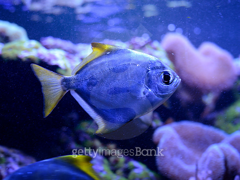 Silver moony, Monodactylus argenteus, in salt water aquarium. Tropical ...