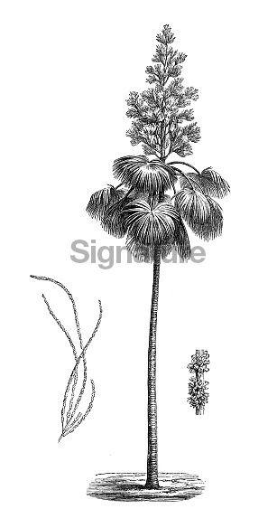 Talipot palm (Corypha umbraculifera) 이미지 (661564042) - 게티이미지뱅크