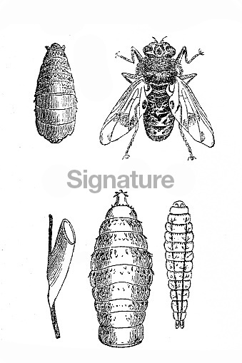 Bot Fly (Oestrus Ovis ,gasterophilus eqhi) 이미지 (847084428) - 게티이미지뱅크