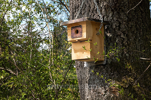 Wooden nest box on a tree, self-made bird shelter, environmental ...