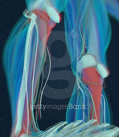 Human anatomy, male Tibia. Shin bone. 3D Illustration. (641673300) - 게티 ...