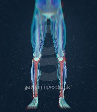Human anatomy, male Tibia. Shin bone. 3D Illustration. (641673476) - 게티 ...