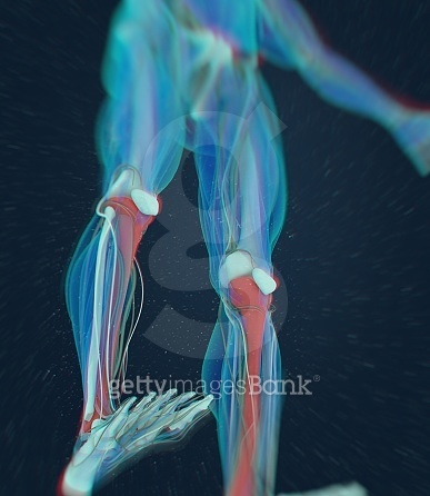 Human anatomy, male Tibia. Shin bone. 3D Illustration. (641673574) - 게티 ...