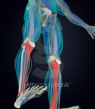 Human anatomy, male Tibia. Shin bone. 3D Illustration. (641673644) - 게티 ...