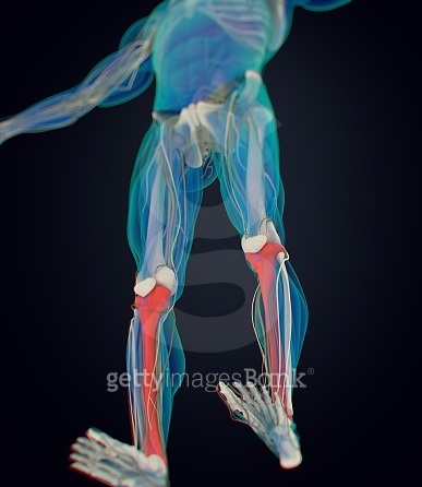 Human anatomy, male Tibia. Shin bone. 3D Illustration. (641673760) - 게티 ...