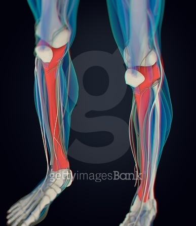Human anatomy, male Tibia. Shin bone. 3D Illustration. (641674368) - 게티 ...