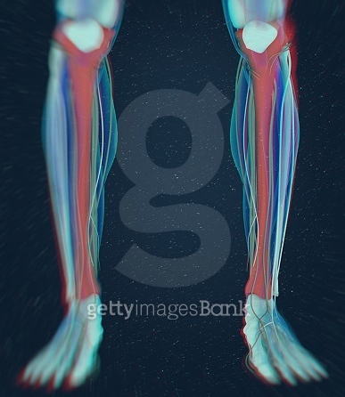Human anatomy, male Tibia. Shin bone. 3D Illustration. (641673838) - 게티 ...