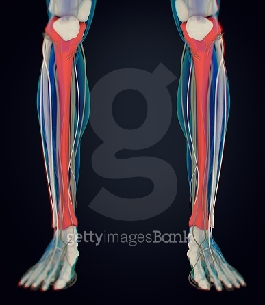 Human anatomy, male Tibia. Shin bone. 3D Illustration. (641673892) - 게티 ...