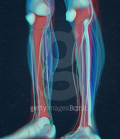 Human anatomy, male Tibia. Shin bone. 3D Illustration. (641673964) 일러스트 ...