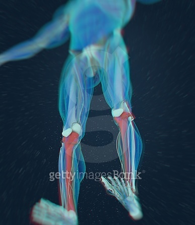Human anatomy, male Tibia. Shin bone. 3D Illustration. (641673718) - 게티 ...