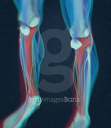 Human anatomy, male Tibia. Shin bone. 3D Illustration. (641674290) - 게티 ...