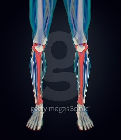 Human anatomy, male Tibia. Shin bone. 3D Illustration. (641674488) - 게티 ...