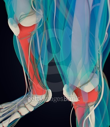 Human anatomy, male Tibia. Shin bone. 3D Illustration. (641673420) - 게티 ...